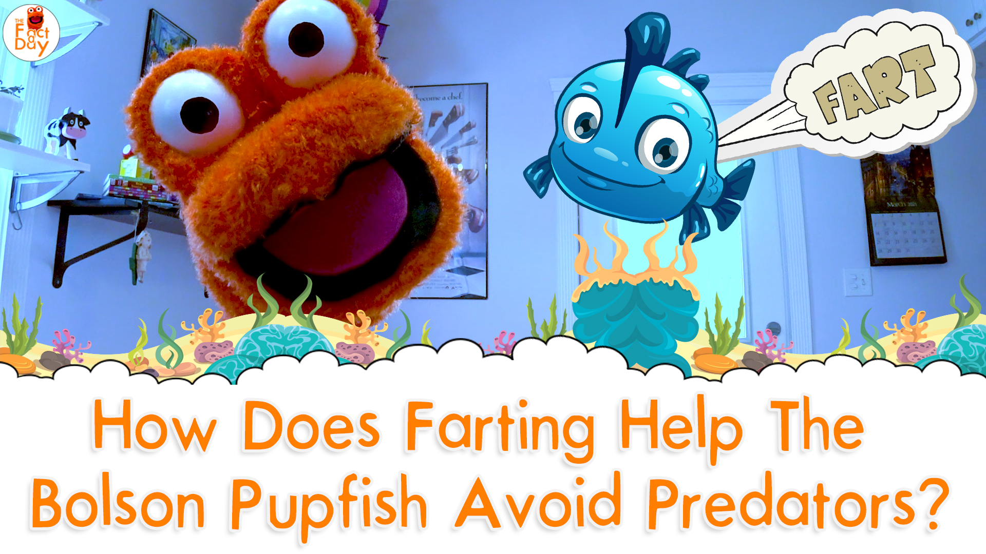 Bolson Pupfish Archives - The Fact a Day